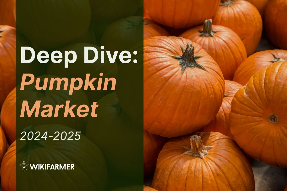Deep Dive: Global Pumpkin Market & Prices | Wikifarmer